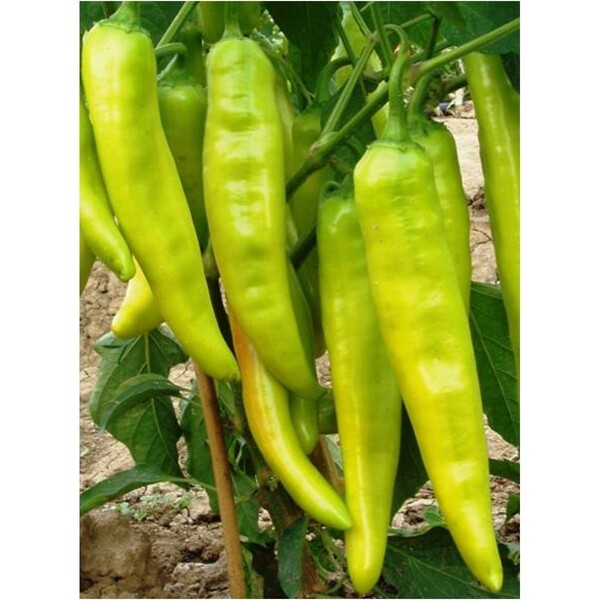 Πιπεριά Bounty F1 Seminis