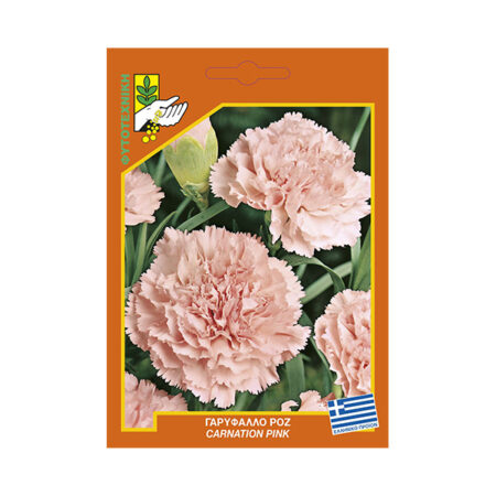 Γαρύφαλλο ροζ